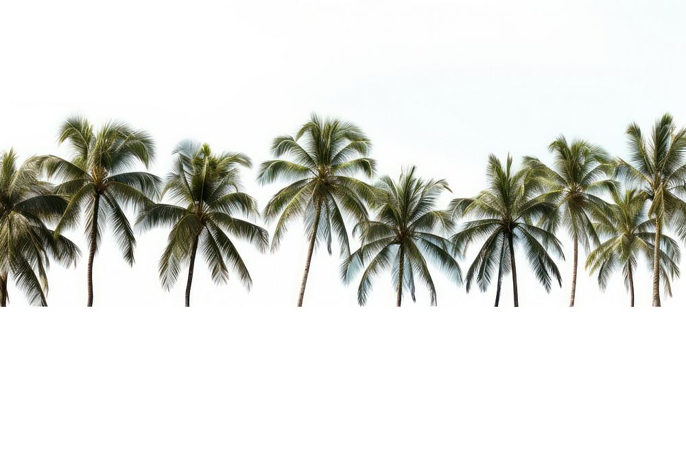 Coconut trees border outdoors nature | Free Photo - rawpixel