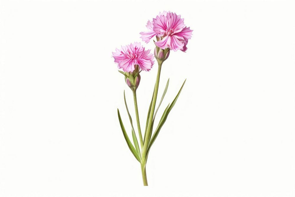 Thrift Flower Images | Free Photos, PNG Stickers, Wallpapers ...