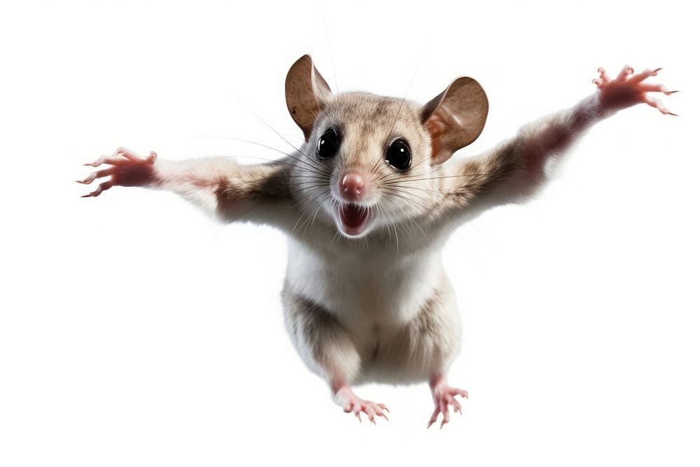Flying squirrel dancing wildlife animal | Free Photo - rawpixel