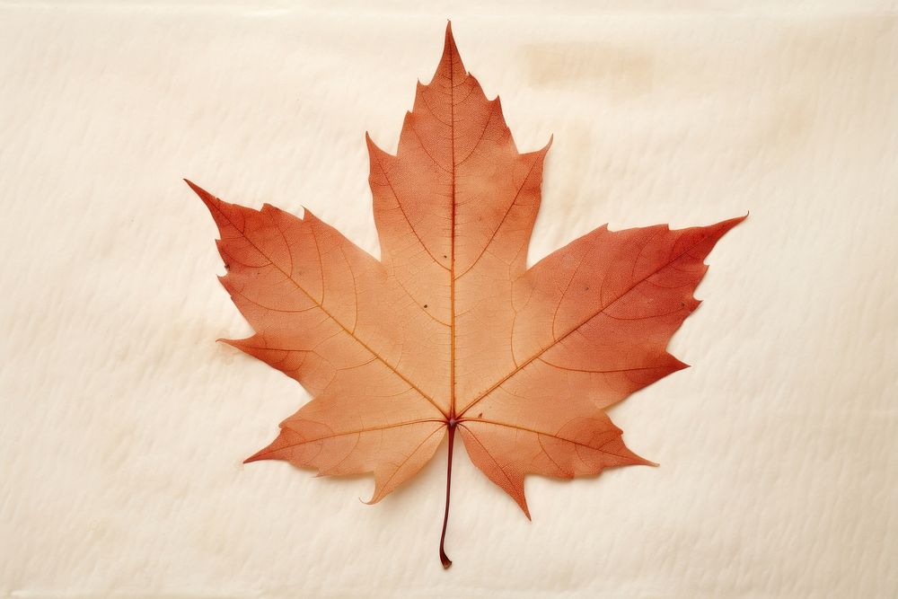 Real pressed single maple leaf | Premium Photo - rawpixel