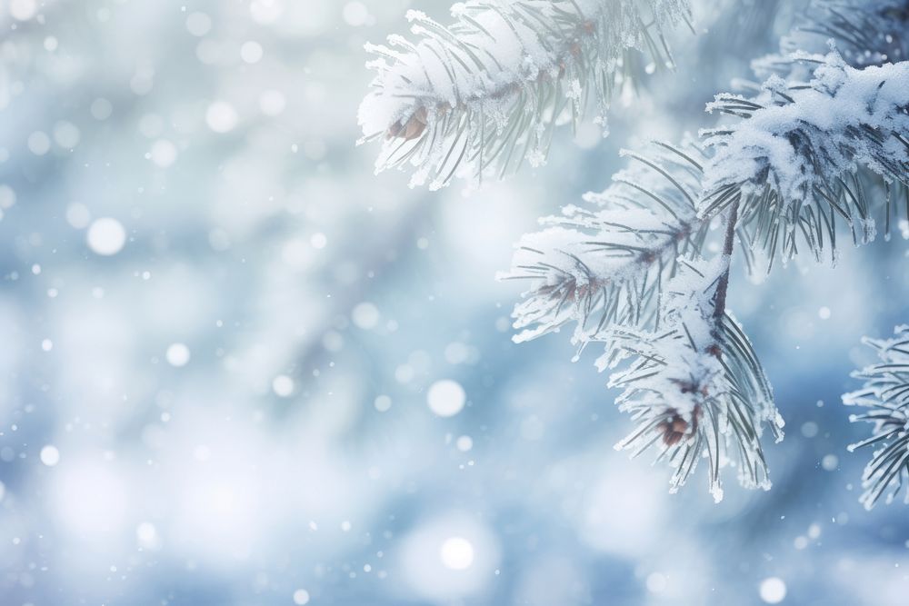 Pine tree branch winter snow | Free Photo - rawpixel