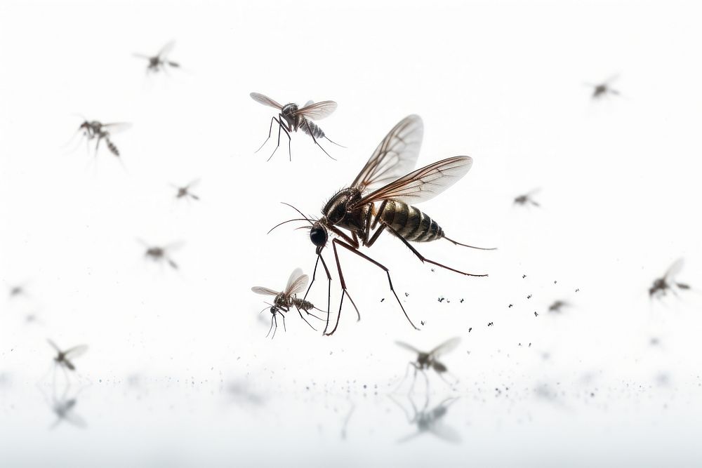 Flying mosquitoes animal insect flying. | Premium Photo - rawpixel