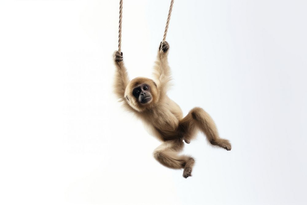 Gibbon monkey hanging rope wildlife | Free Photo - rawpixel