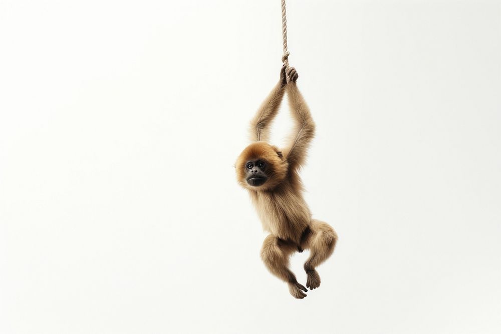 Gibbon monkey hanging rope wildlife | Free Photo - rawpixel