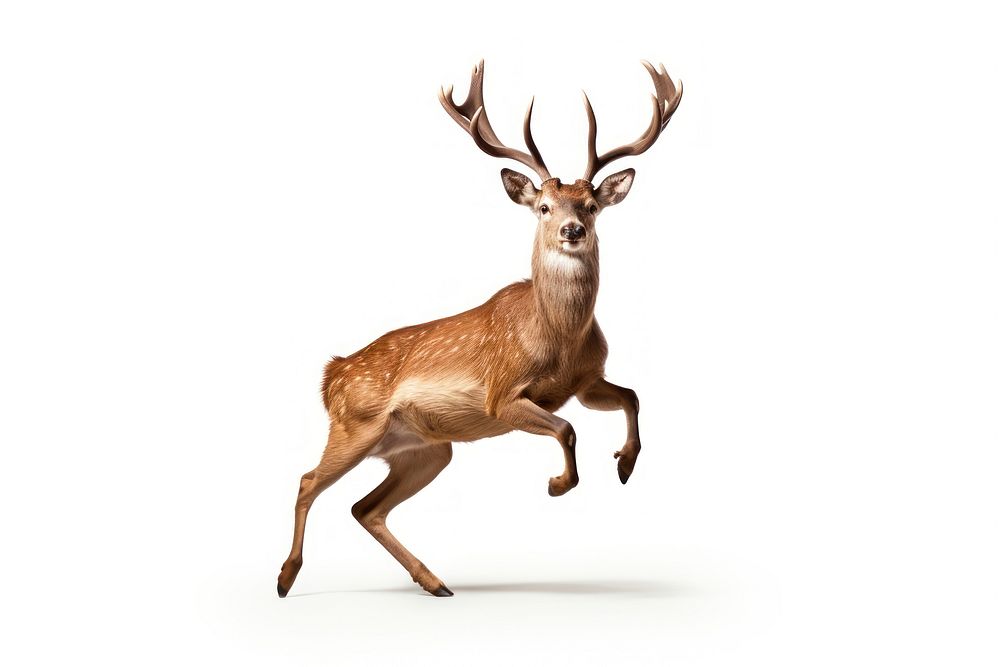 Happy smiling deer dancing wildlife | Premium Photo - rawpixel