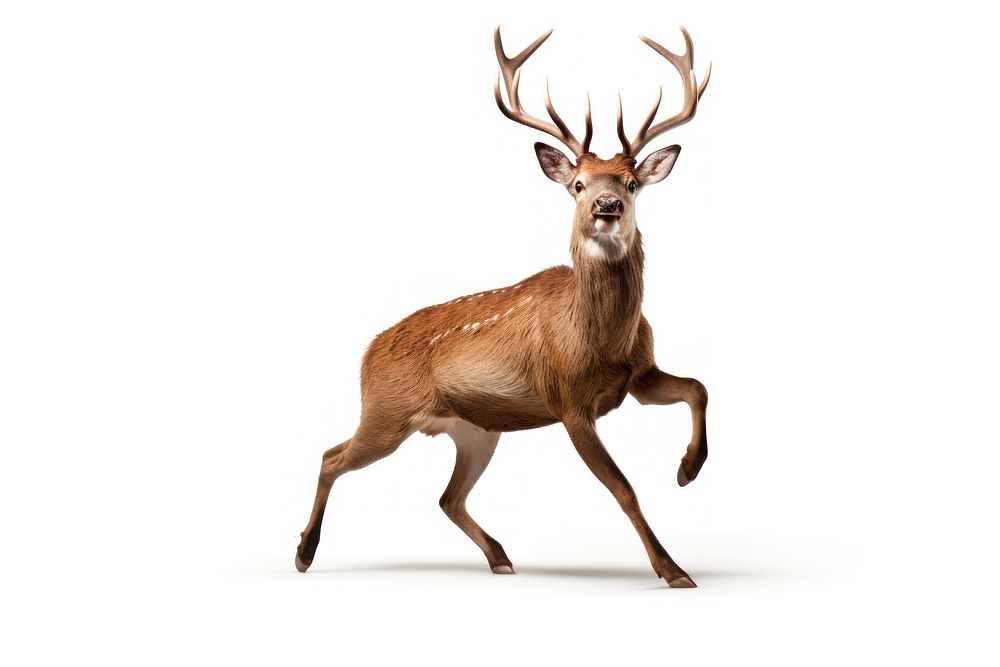 Happy smiling deer dancing wildlife | Premium Photo - rawpixel