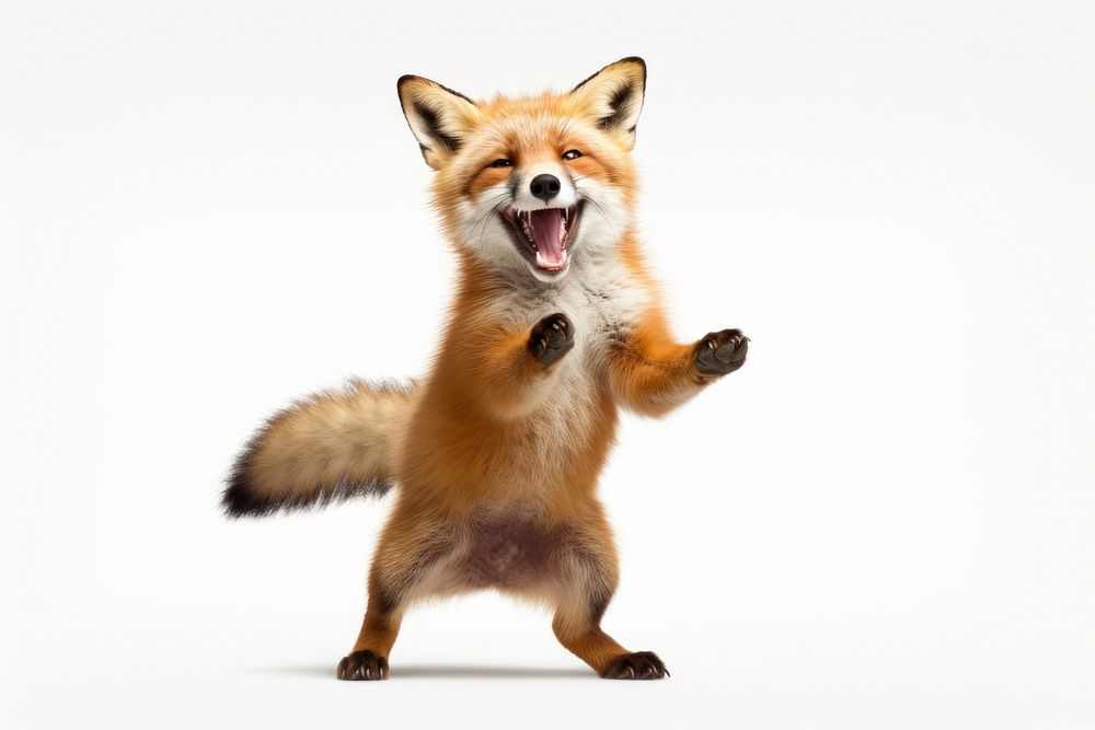 Happy smiling fox dancing wildlife | Premium Photo - rawpixel
