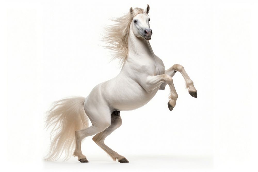 Happy smiling horse dancing stallion | Premium Photo - rawpixel