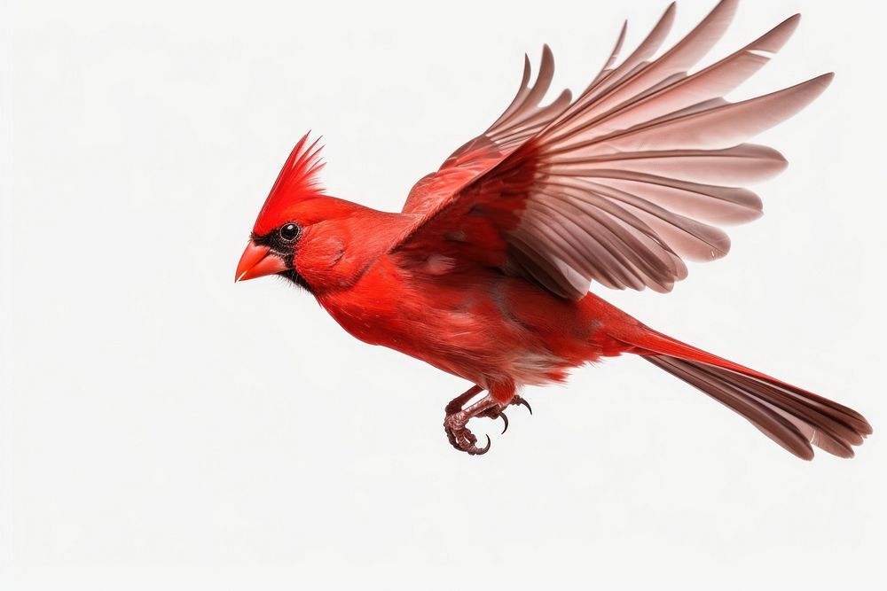 Flying cardinal bird animal red. | Premium Photo - rawpixel