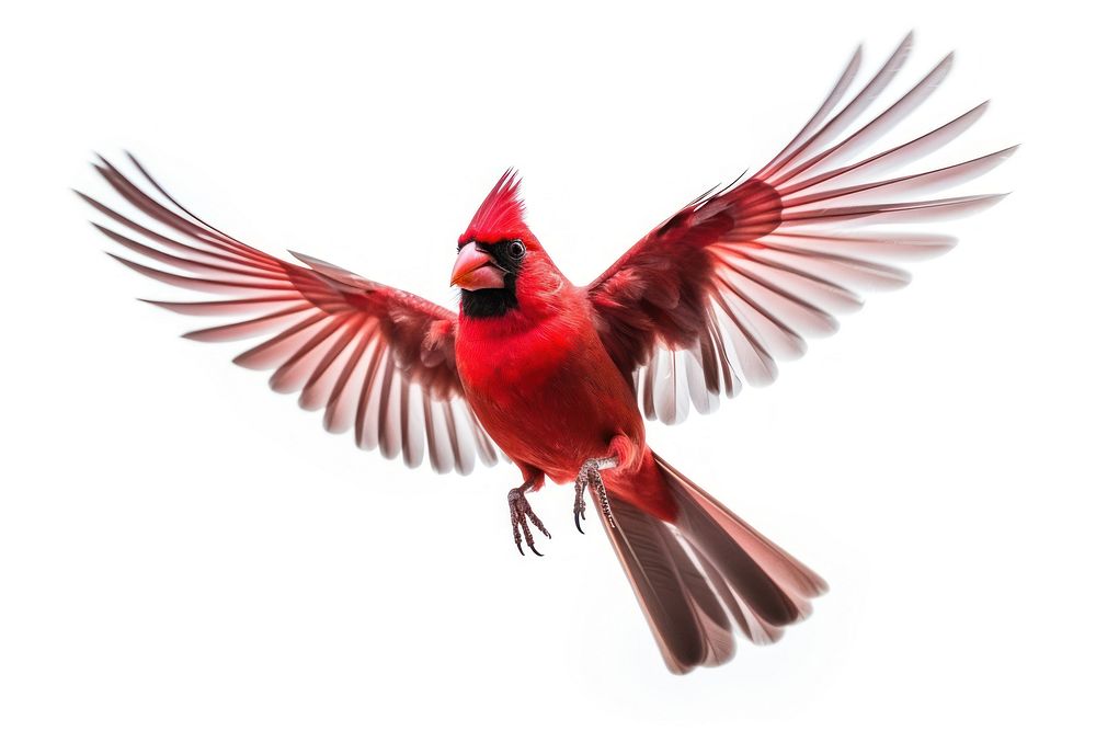 Flying cardinal bird animal red. | Premium Photo - rawpixel