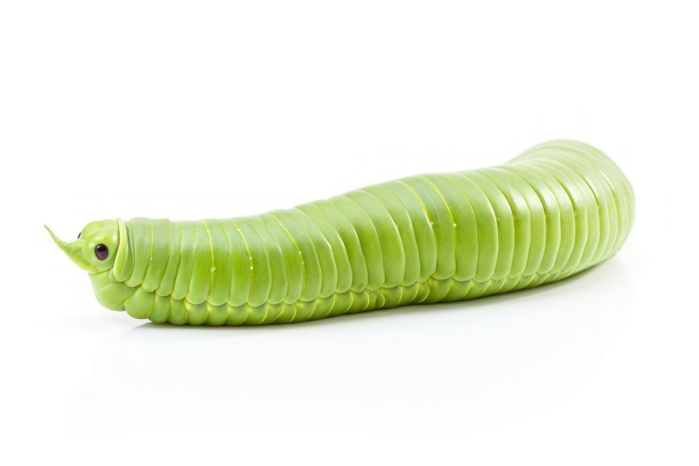 green worm white background invertebrate | Premium Photo - rawpixel