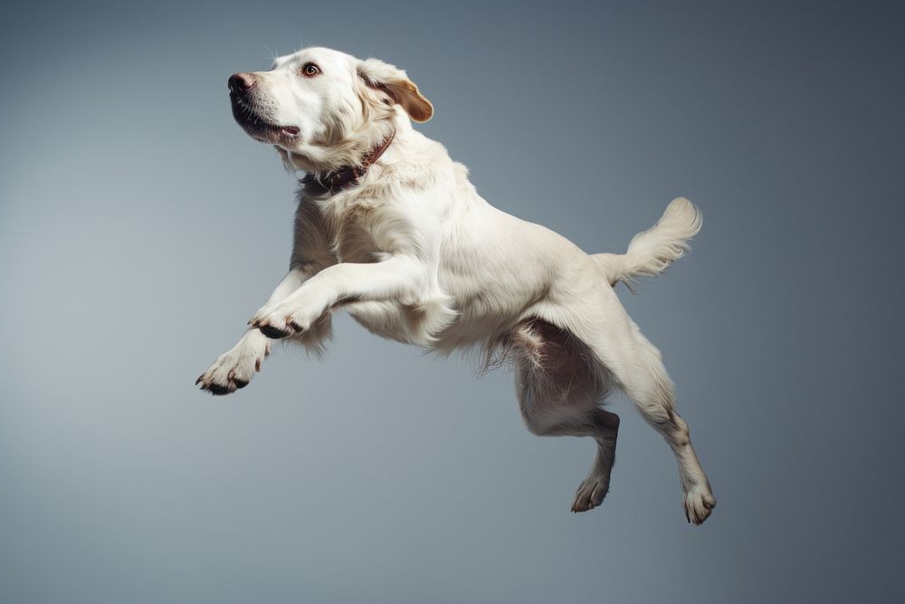 Dog falling animal mammal pet. | Premium Photo - rawpixel