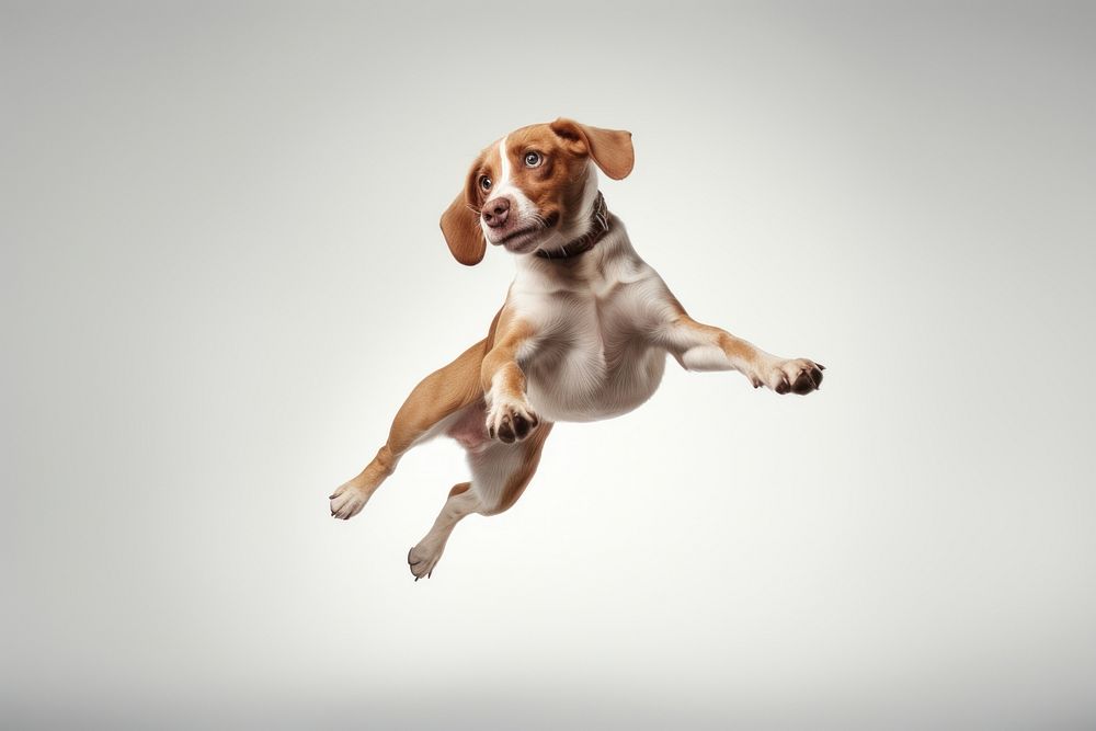 Dog falling mammal animal beagle. | Free Photo - rawpixel