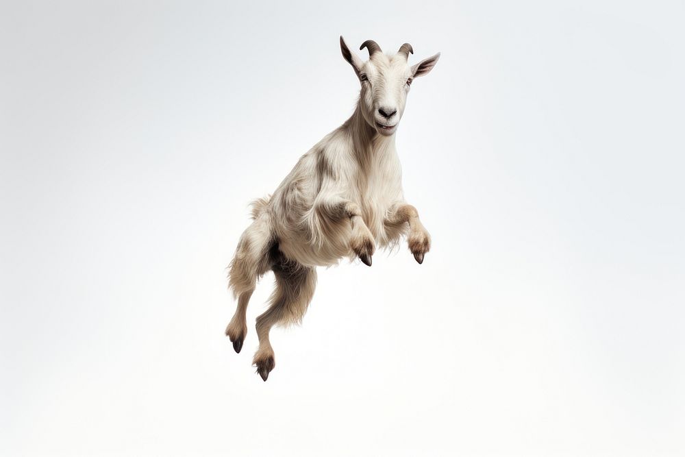 Goat jump livestock wildlife animal | Free Photo - rawpixel