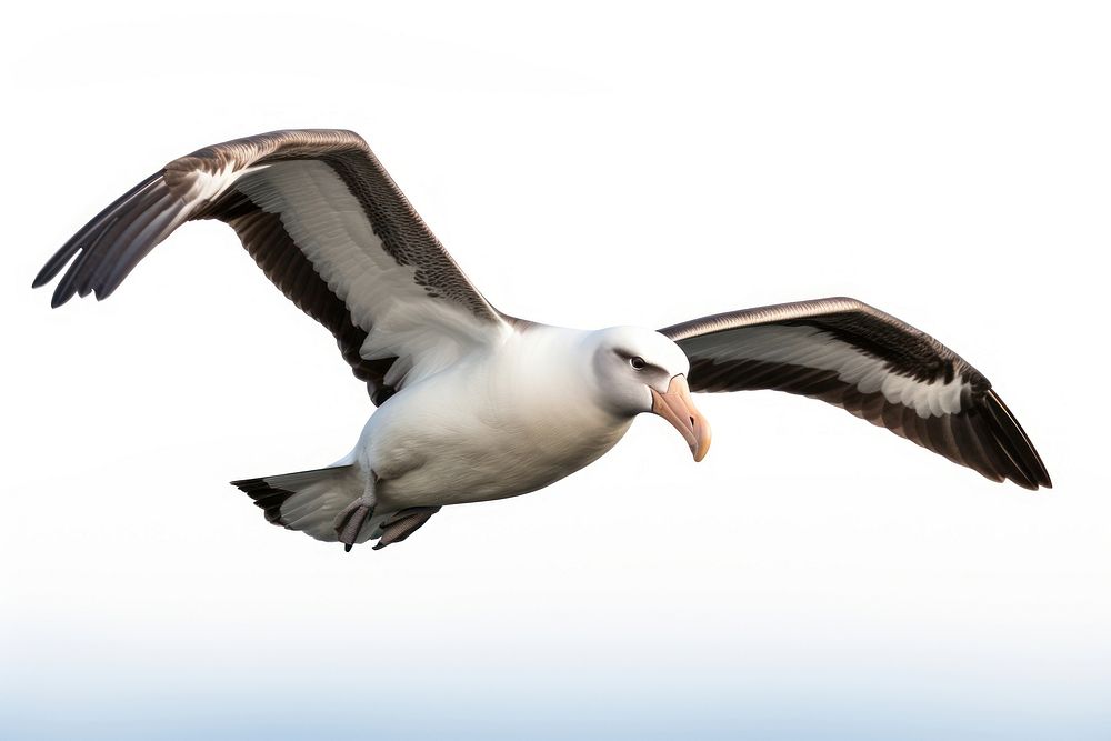 Albatross animal bird beak. AI | Free Photo - rawpixel