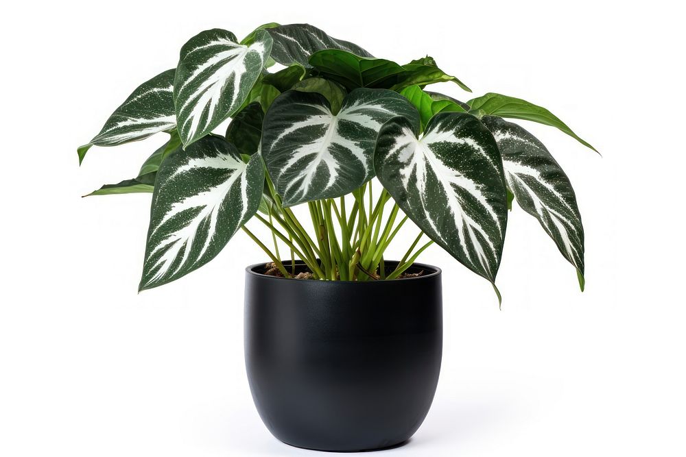 Caladium plant black leaf. AI | Free Photo - rawpixel