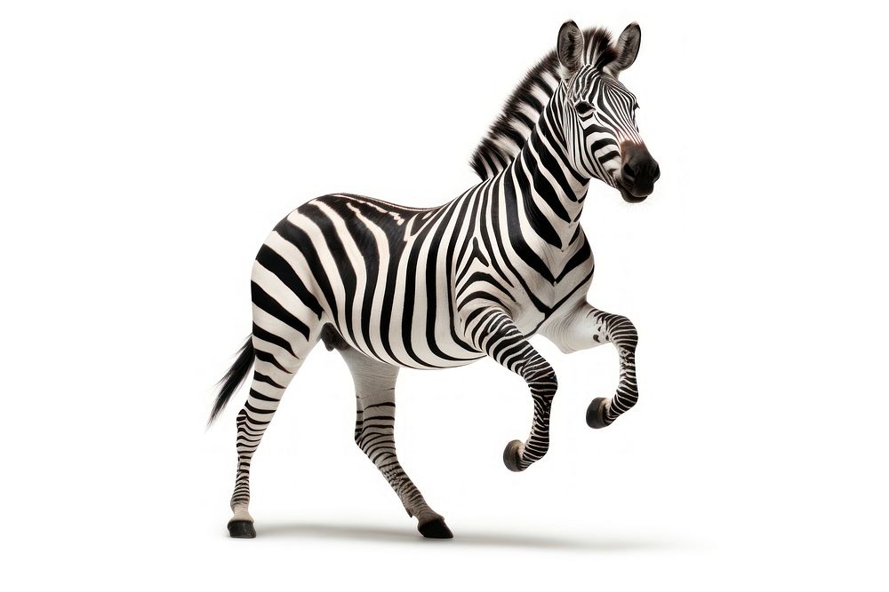 Dancing zebra wildlife animal mammal. | Premium Photo - rawpixel