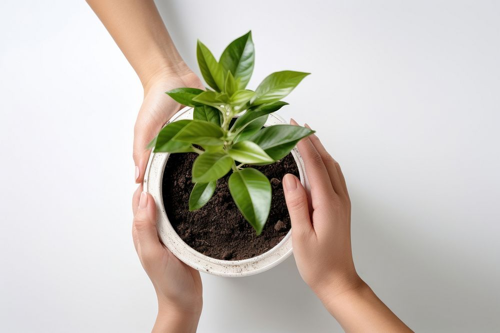Hand planting plant pot leaf | Premium Photo - rawpixel