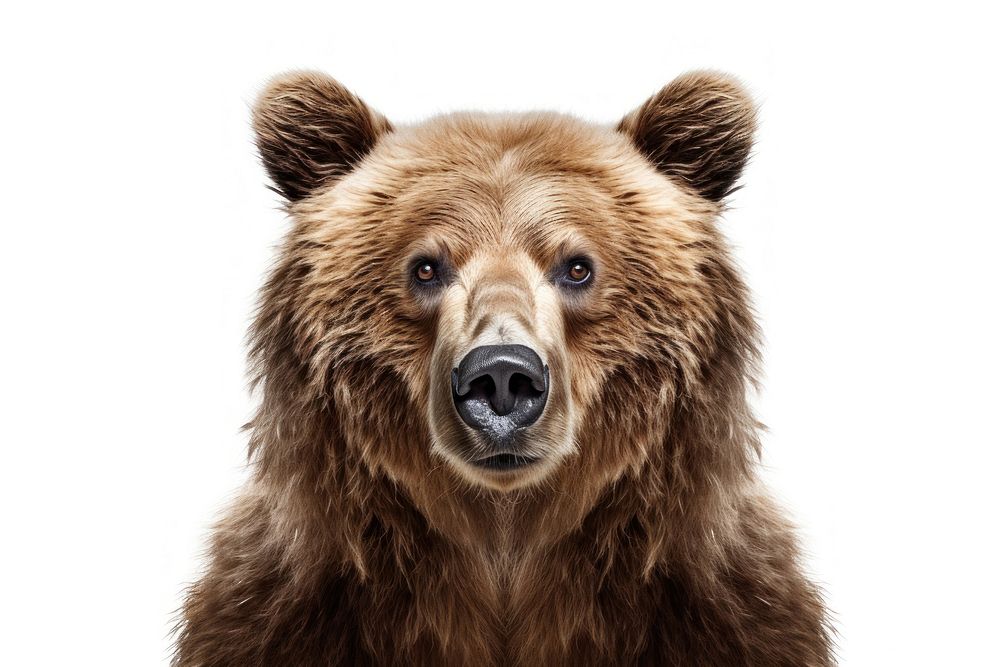 Brown bear head focus wildlife | Free Photo - rawpixel