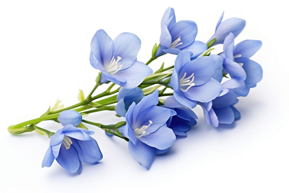 Blue freesia flower blossom petal. | Premium Photo - rawpixel