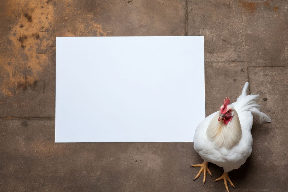 Chicken paper poultry animal. AI | Free Photo - rawpixel