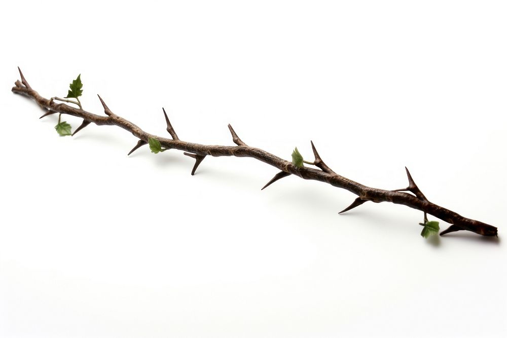 Thorns branch plant white background | Free Photo - rawpixel