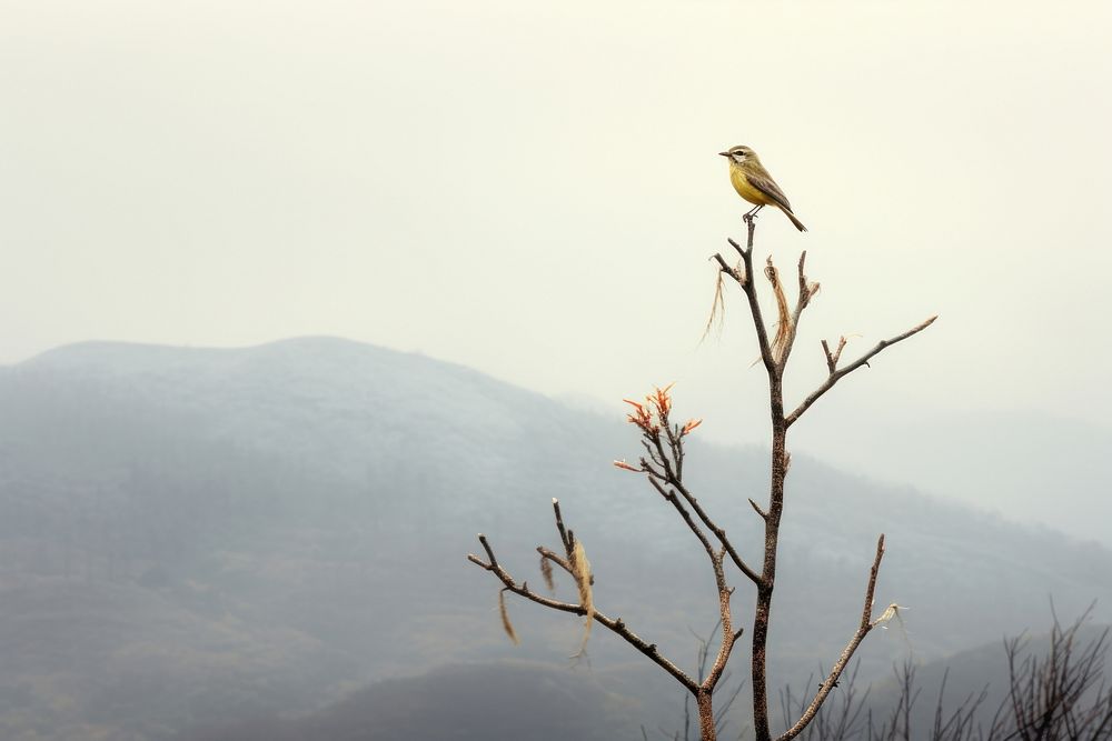 Bird bird outdoors nature. | Free Photo - rawpixel