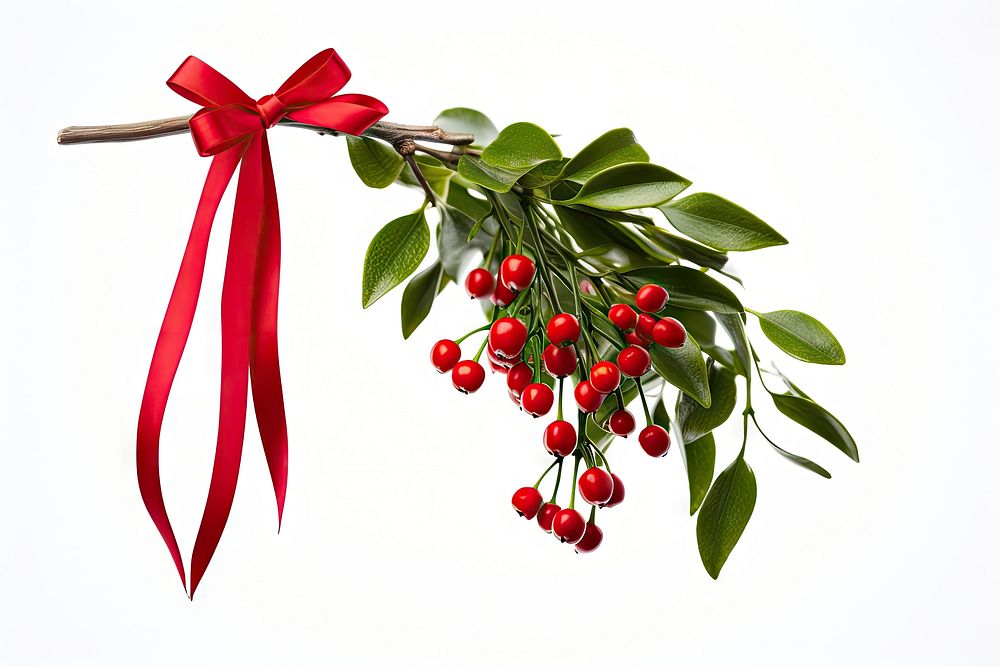 Mistletoe plant christmas hanging. | Free Photo - rawpixel