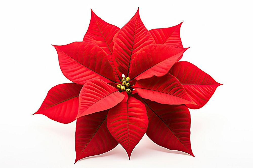 Poinsettias flower plant petal. | Free Photo - rawpixel