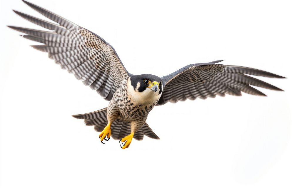 Peregrine falcon flight buzzard animal | Premium Photo - rawpixel
