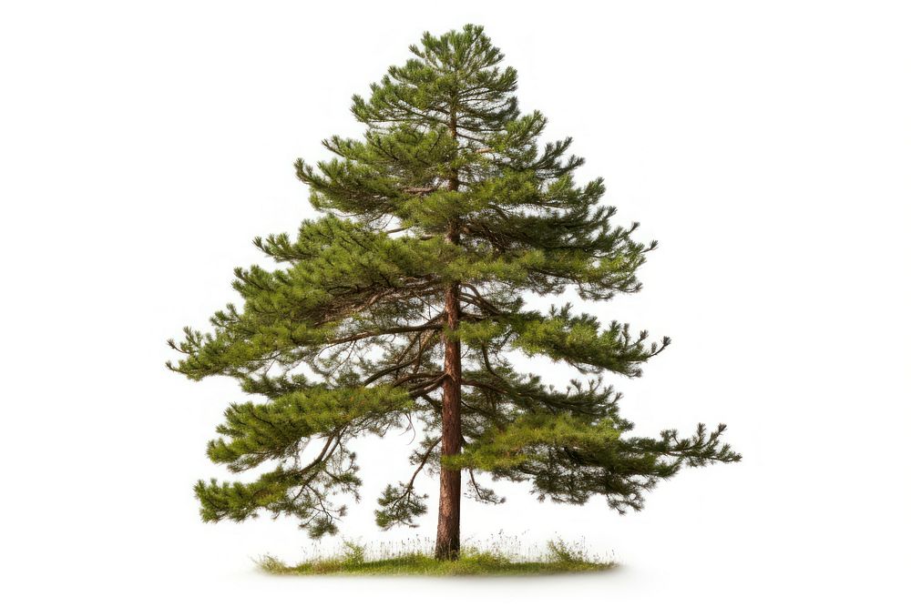 Tree pine plant fir. AI | Premium Photo - rawpixel