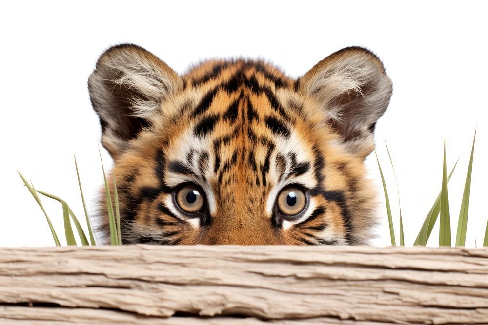 Tiger wildlife peeking animal. | Free Photo - rawpixel