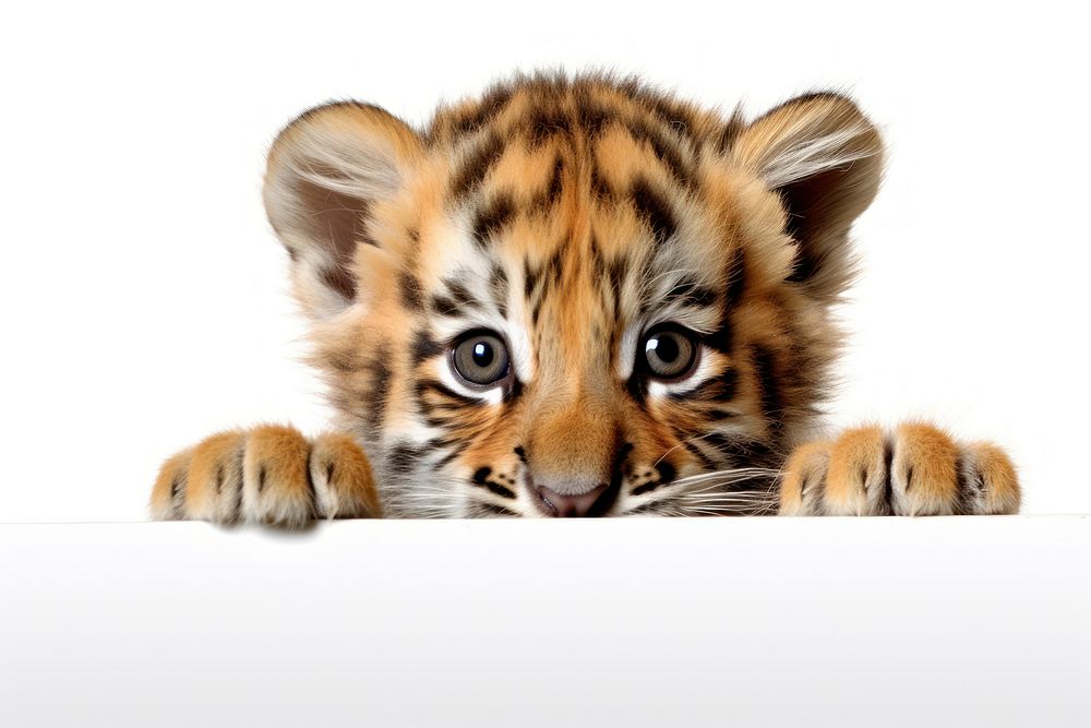 Baby tiger wildlife peeking animal | Premium Photo - rawpixel