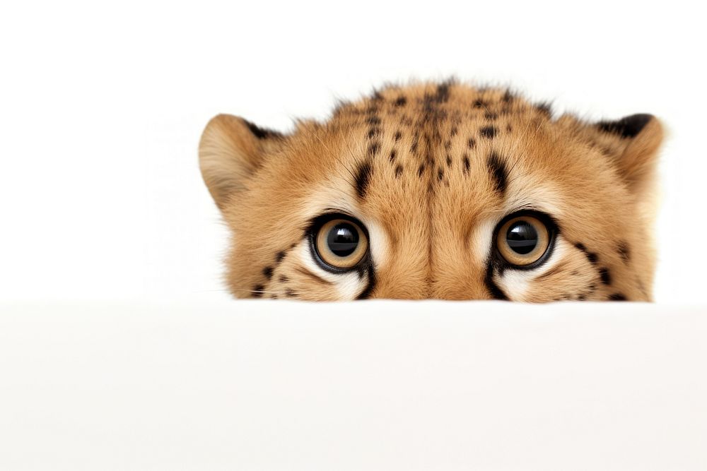 Cheetah tiger wildlife peeking animal. | Free Photo - rawpixel