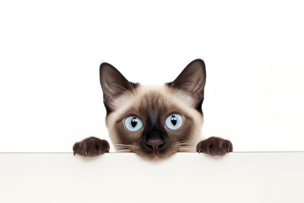 Siamese Thai Cat peeking siamese | Premium Photo - rawpixel