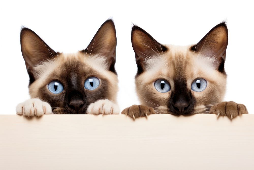 Siamese Thai Cat peeking siamese | Premium Photo - rawpixel