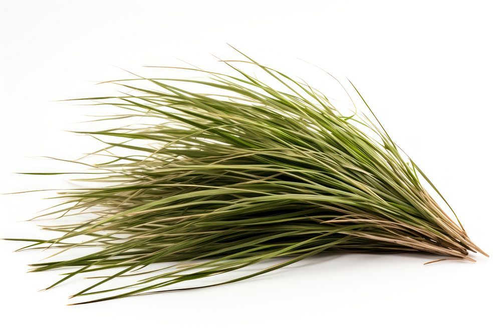 Vetiver grass plant white background | Premium Photo - rawpixel