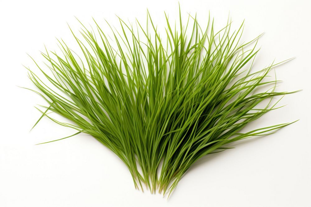 Vetiver grass plant white background | Free Photo - rawpixel