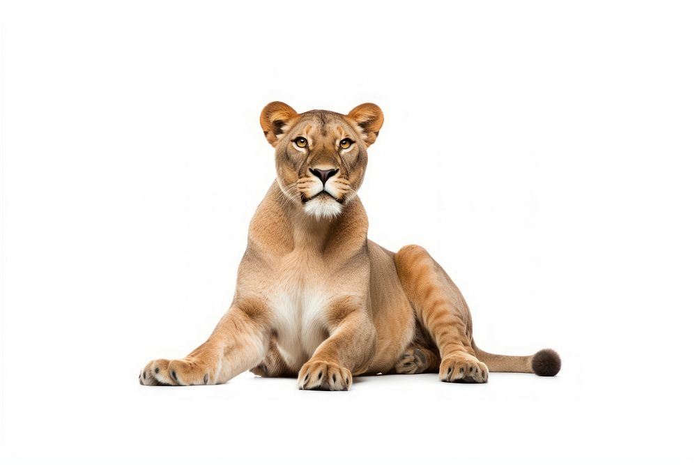 Animal wildlife sitting mammal. AI | Free Photo - rawpixel