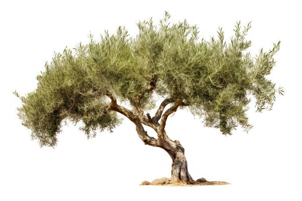 Olive tree plant white background | Free Photo - rawpixel