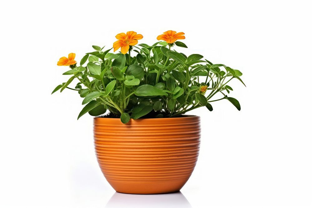 Flower pot plant leaf vase. | Premium Photo - rawpixel