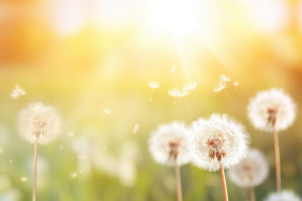 Spring dandelion background nature backgrounds | Free Photo - rawpixel