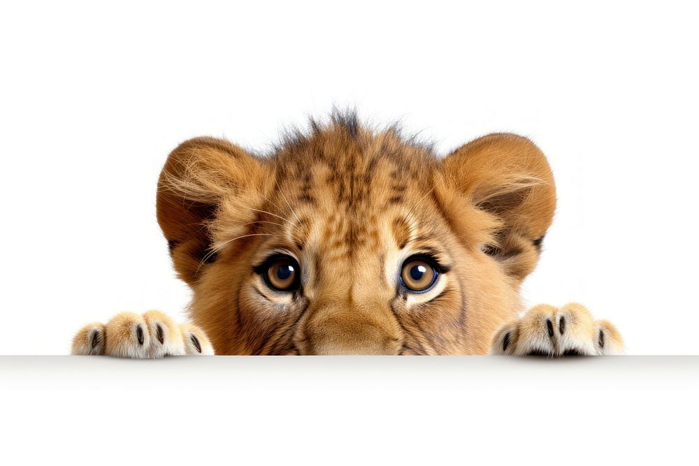 Lion wildlife peeking mammal. AI | Free Photo - rawpixel