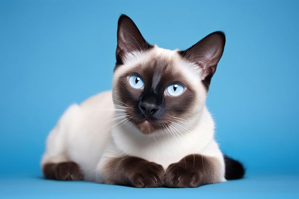 Siamese cat siamese animal mammal. | Premium Photo - rawpixel
