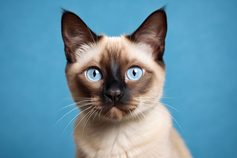 Siamese cat siamese animal mammal. | Premium Photo - rawpixel