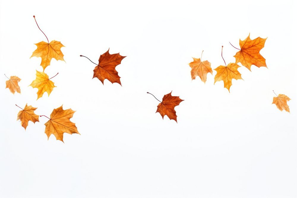 Leaves floating air maple plant | Free Photo - rawpixel