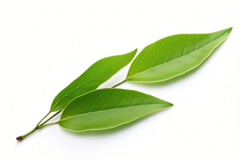 Tea leaf plant annonaceae freshness. | Premium Photo - rawpixel