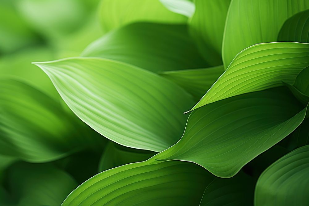 Green nature background backgrounds plant | Free Photo - rawpixel