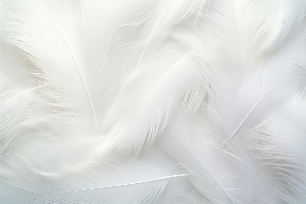 Background white backgrounds feather. | Premium Photo - rawpixel