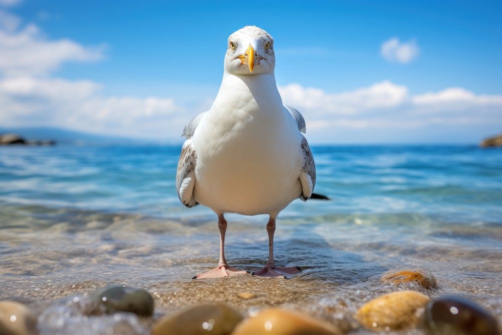 Sea gull animal outdoors seagull. | Free Photo - rawpixel